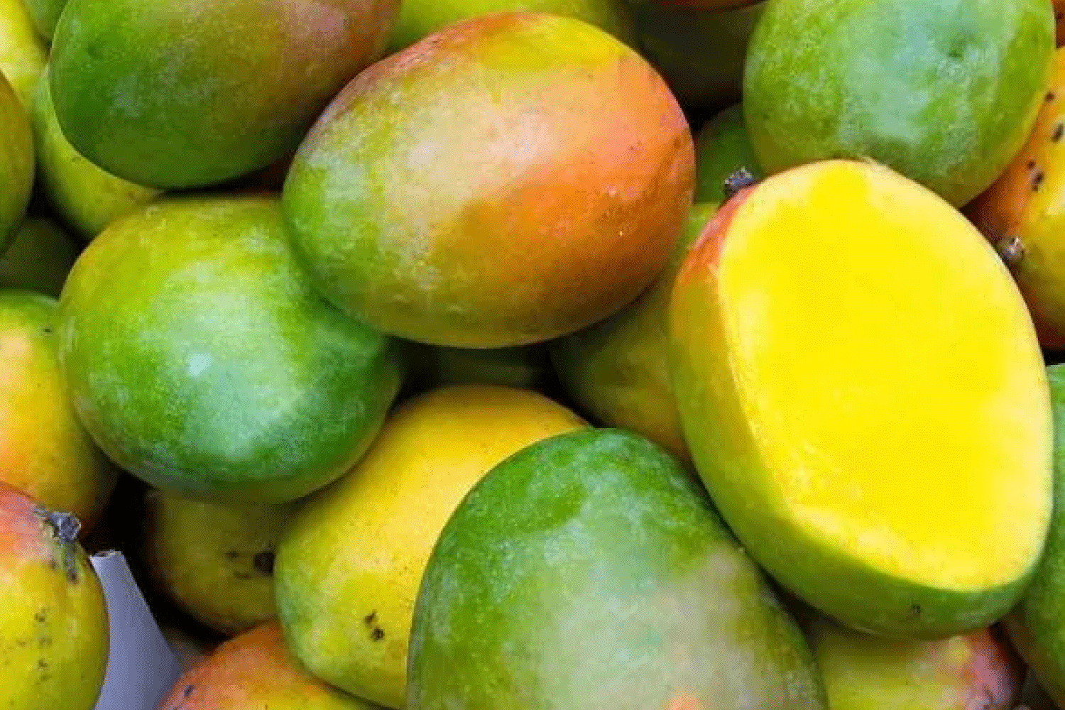 Unlocking the Potential of Women-led mango farming: Evaluating the ... Unlocking the Potential of Women-led mango farming: Evaluating the ...